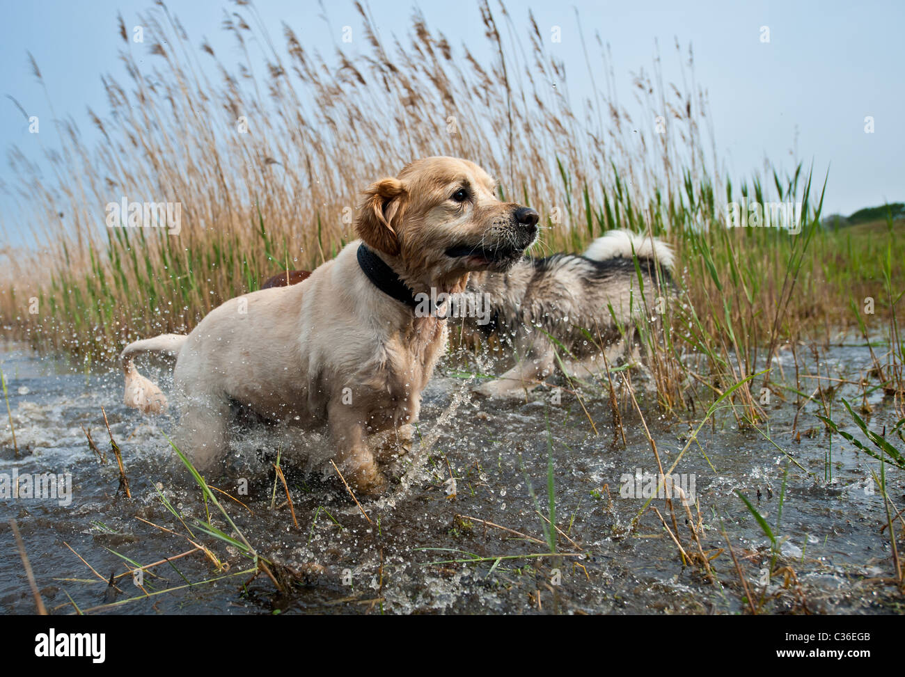 Animals water splash hi-res stock photography and images - Alamy