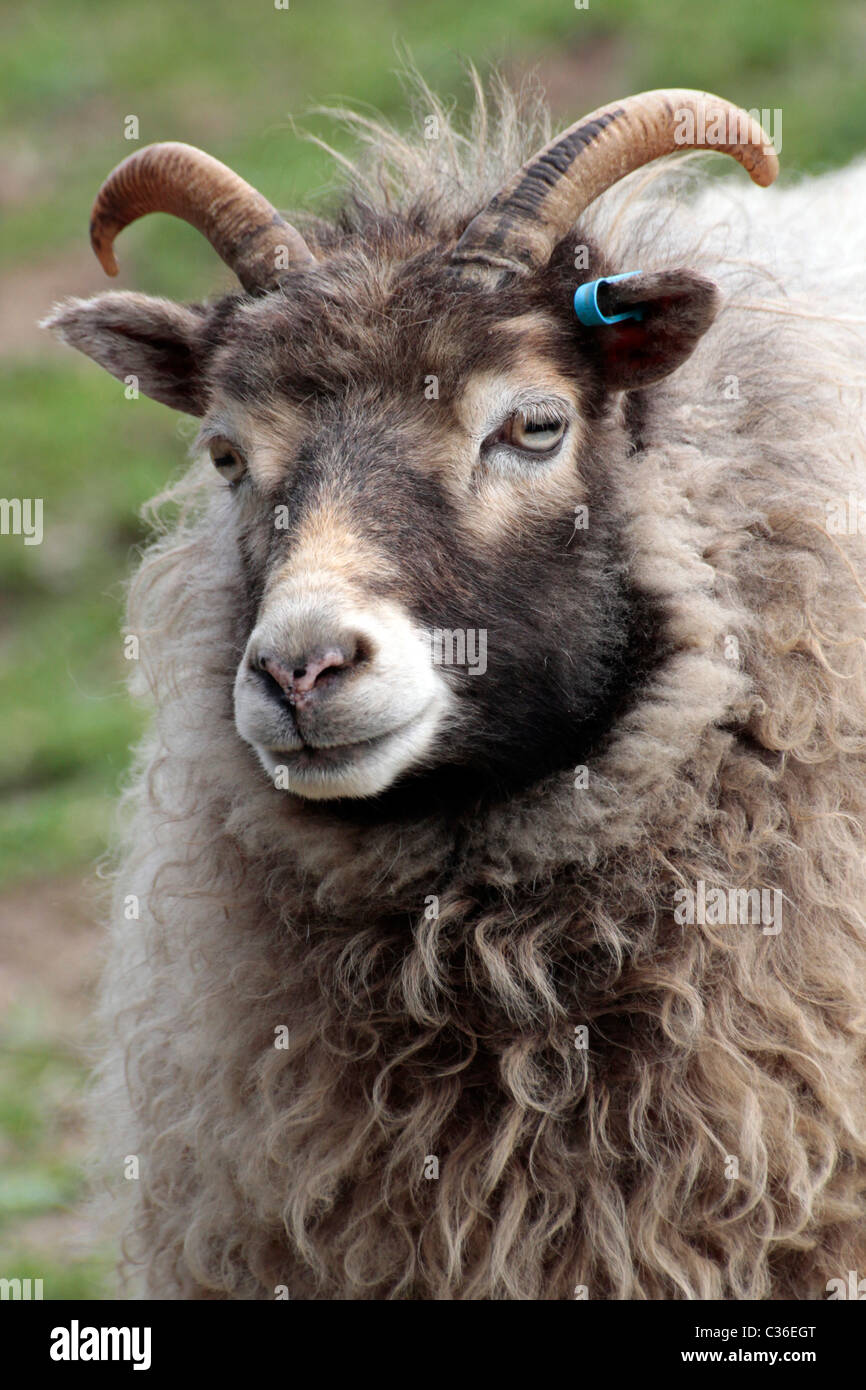 Rare Breed North Ronaldsay Sheep Stock Photo - Alamy