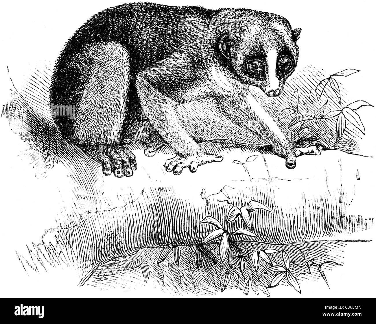 Slender loris hi-res stock photography and images - Alamy