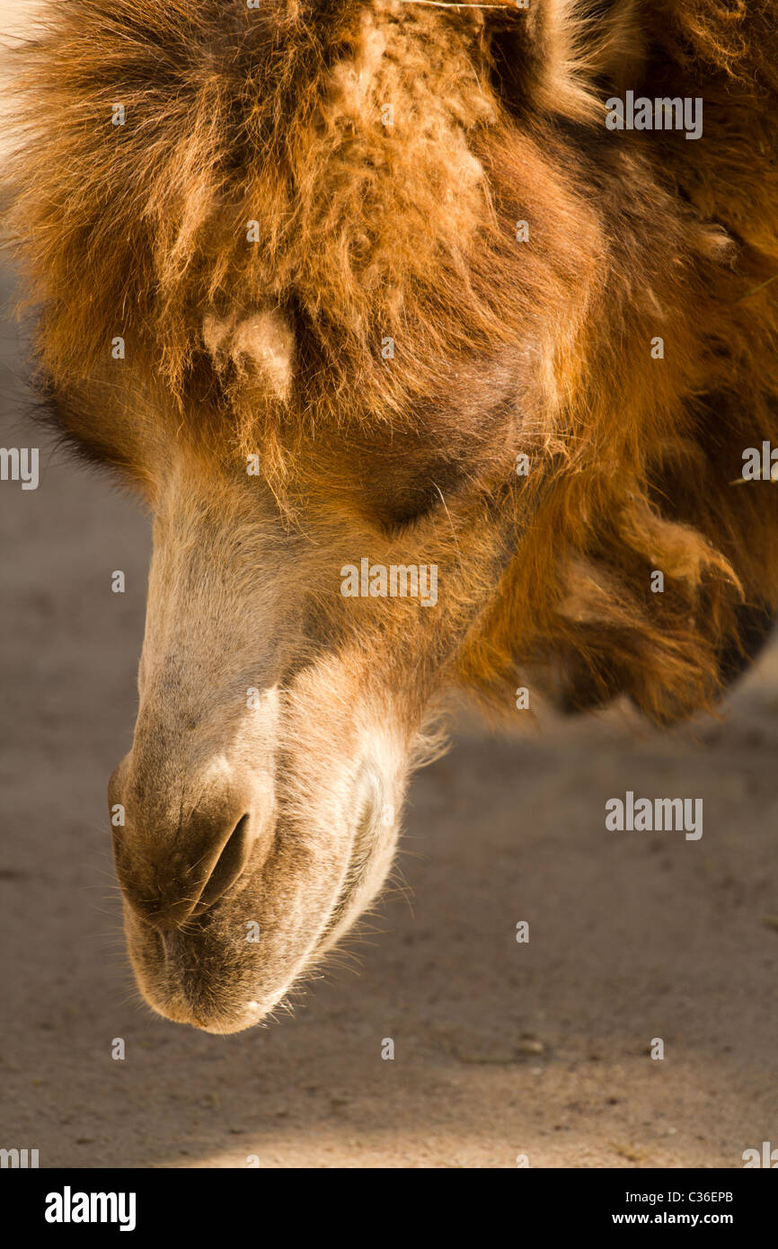 Camel grazing in summer Stock Photo - Alamy