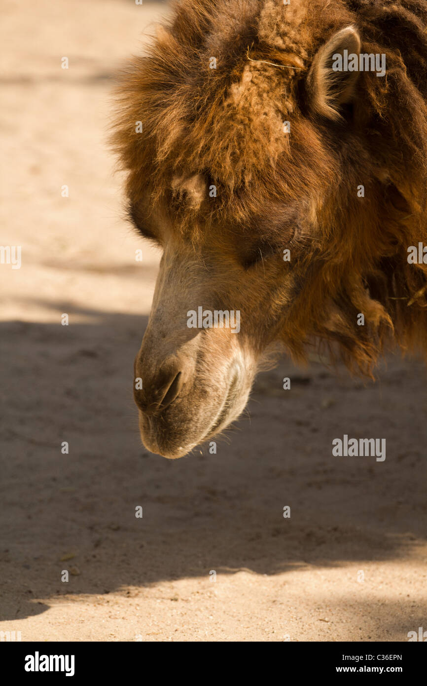 Camel grazing in summer Stock Photo - Alamy