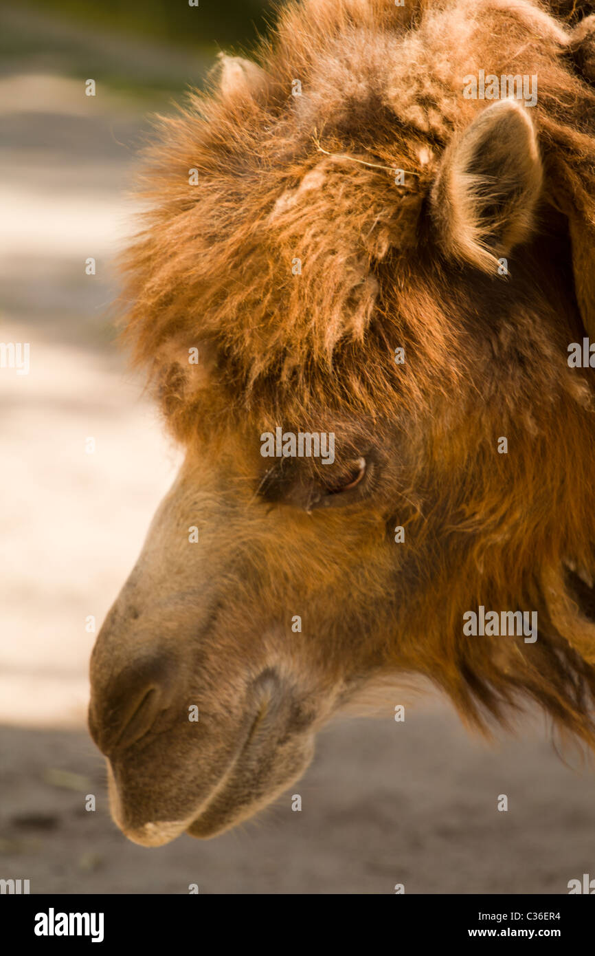 Camel grazing in summer Stock Photo - Alamy