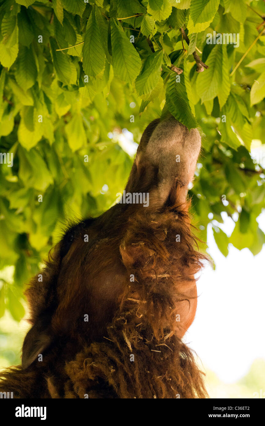 Camel grazing in summer Stock Photo - Alamy
