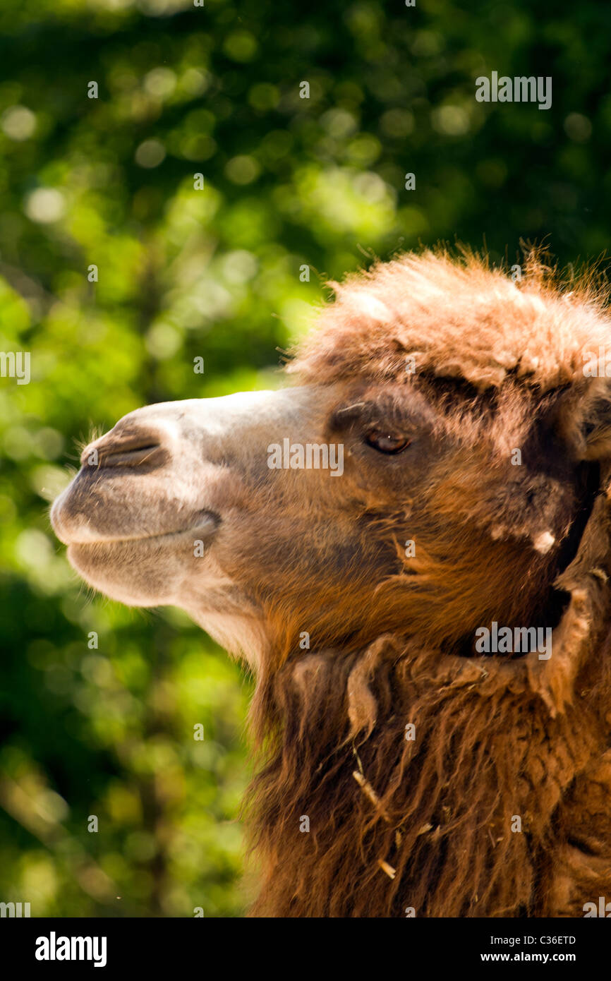 Camel grazing in summer Stock Photo - Alamy