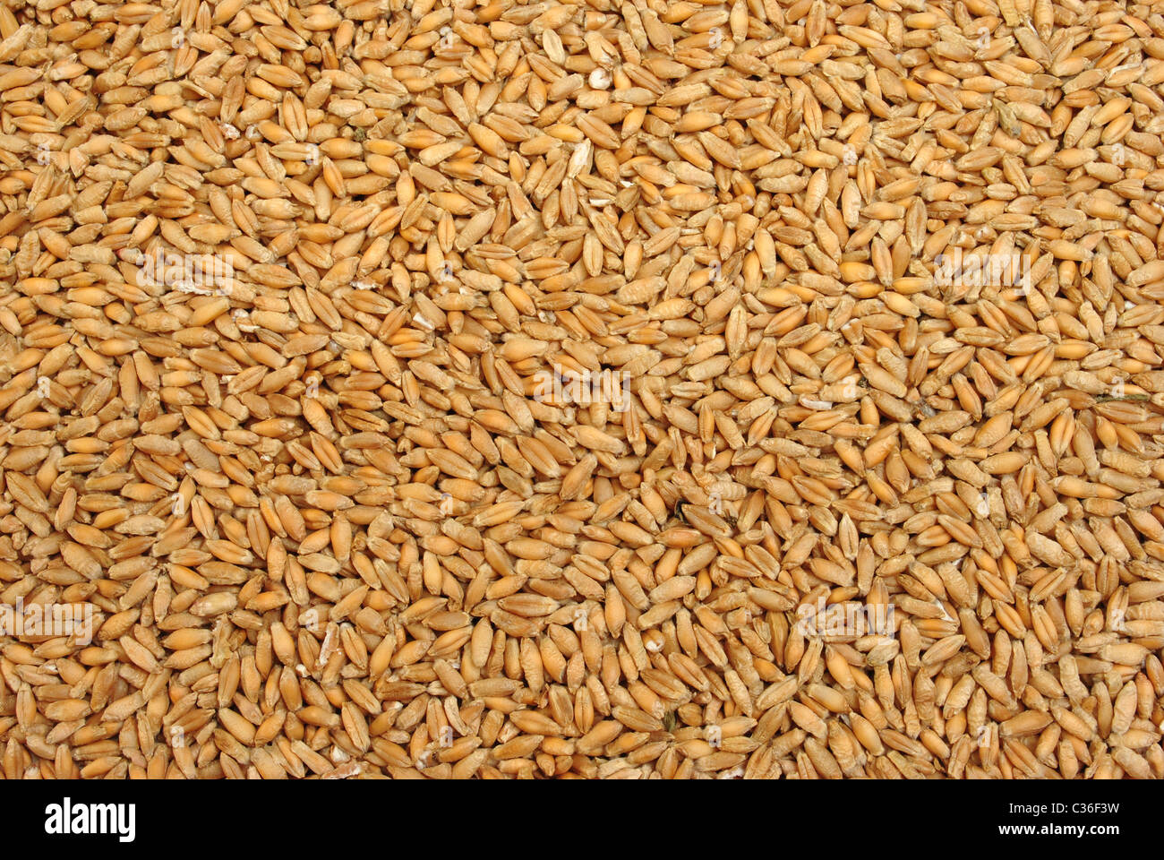 Triticale is a hybrid of wheat and rye Stock Photo - Alamy