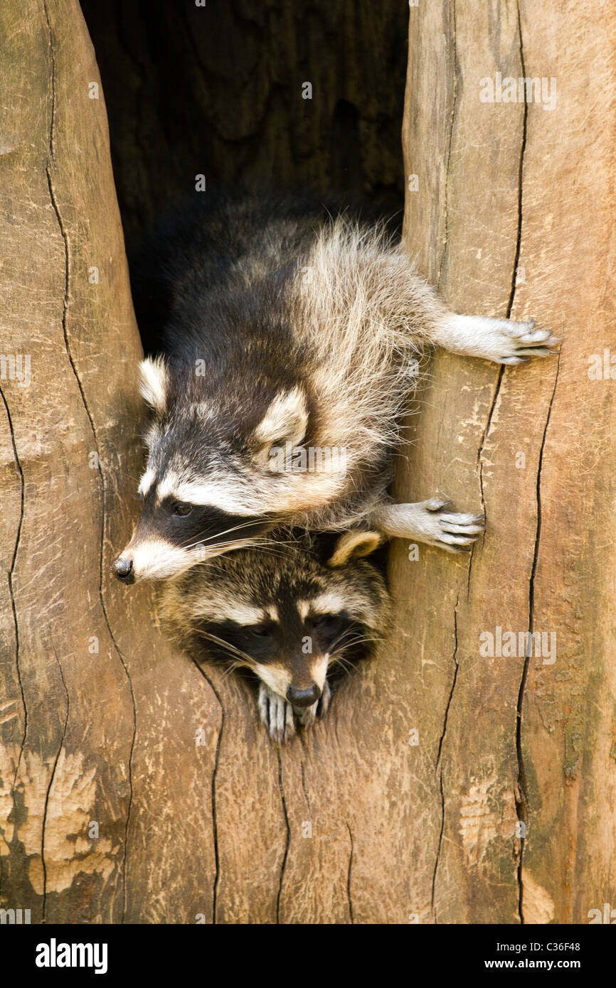 Raccoons hiding in a tree trunk Stock Photo - Alamy