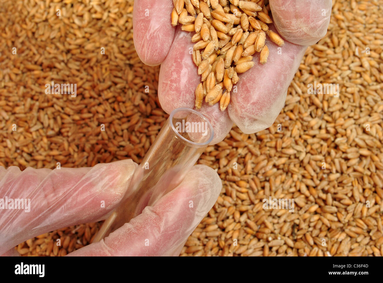 Triticale is a hybrid of wheat and rye Stock Photo - Alamy