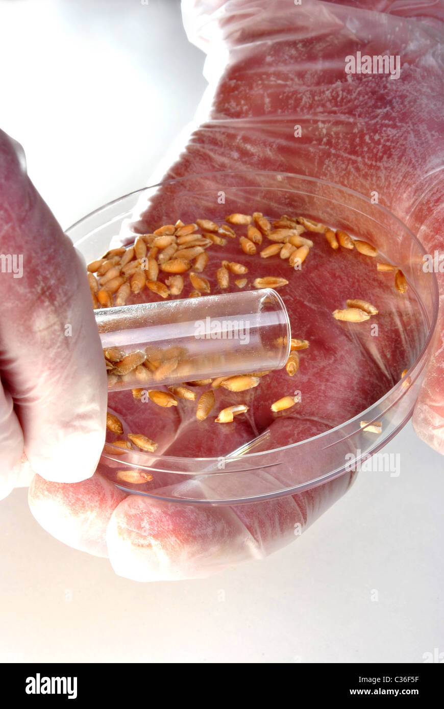 Triticale is a hybrid of wheat and rye Stock Photo - Alamy