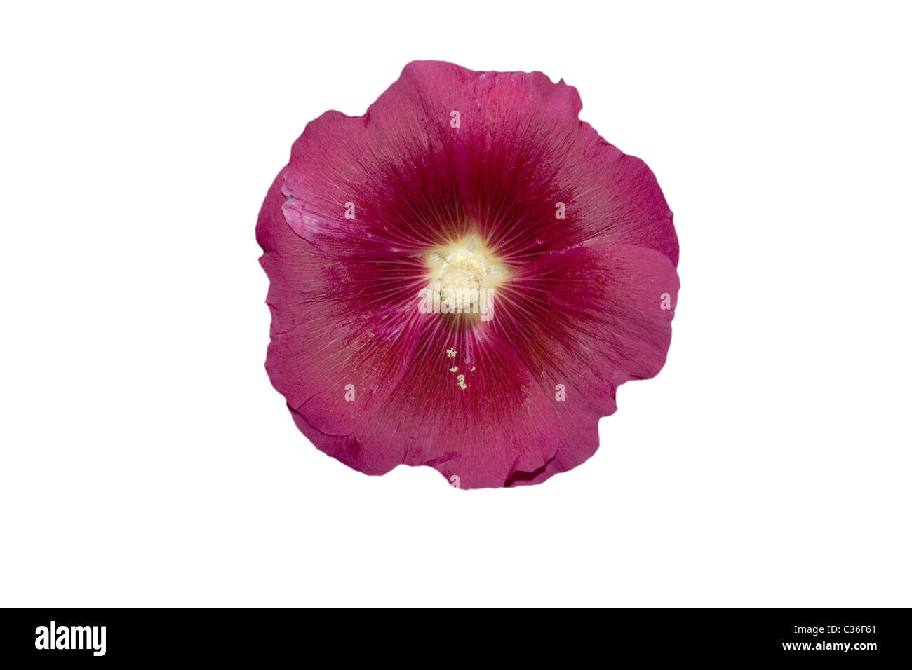 front view of red flower on white background Stock Photo - Alamy