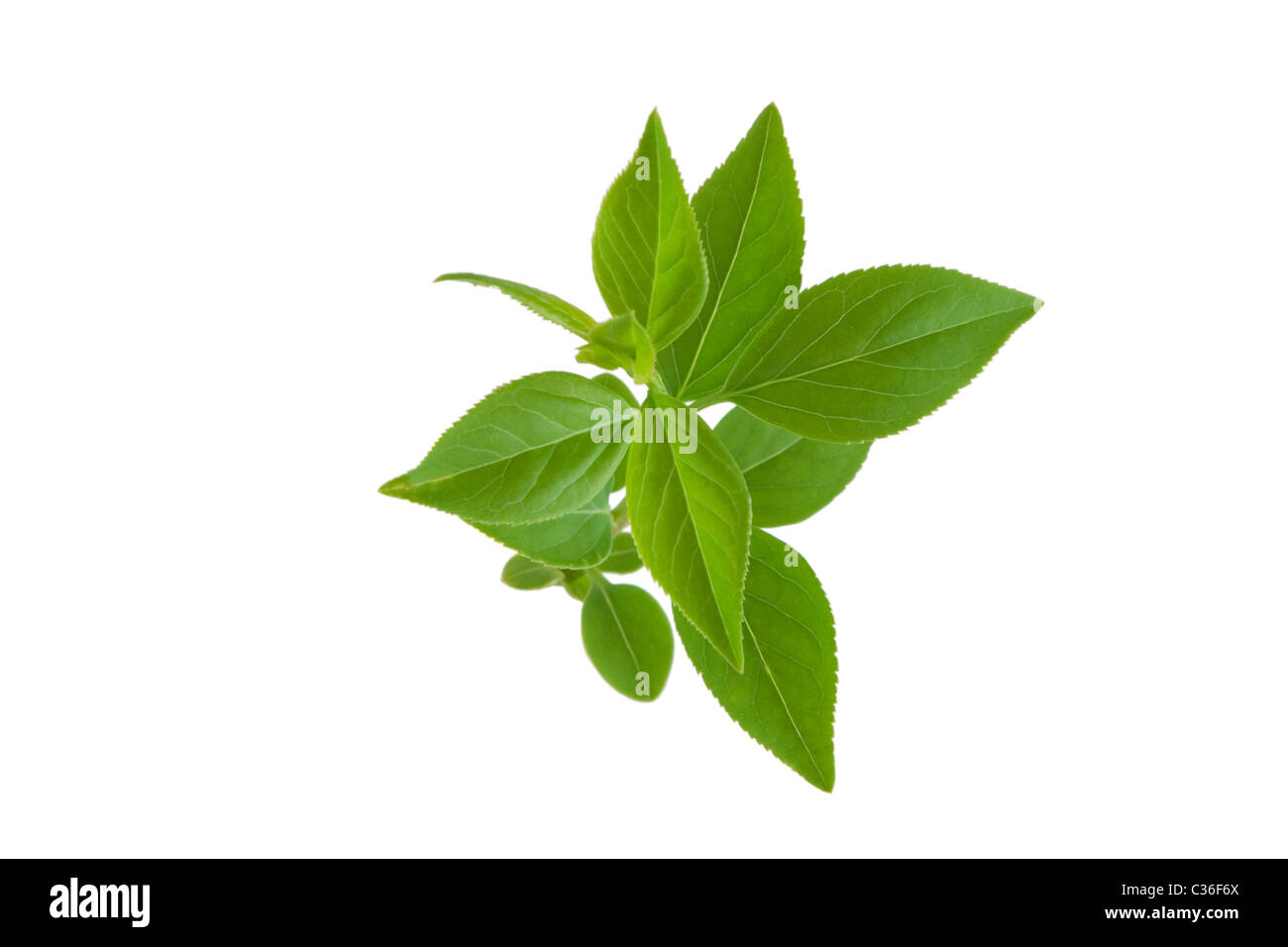 View beautiful green tree Cut Out Stock Images & Pictures - Alamy