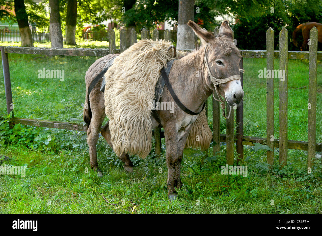 gray donkey stands in front of a fenced Stock Photo - Alamy