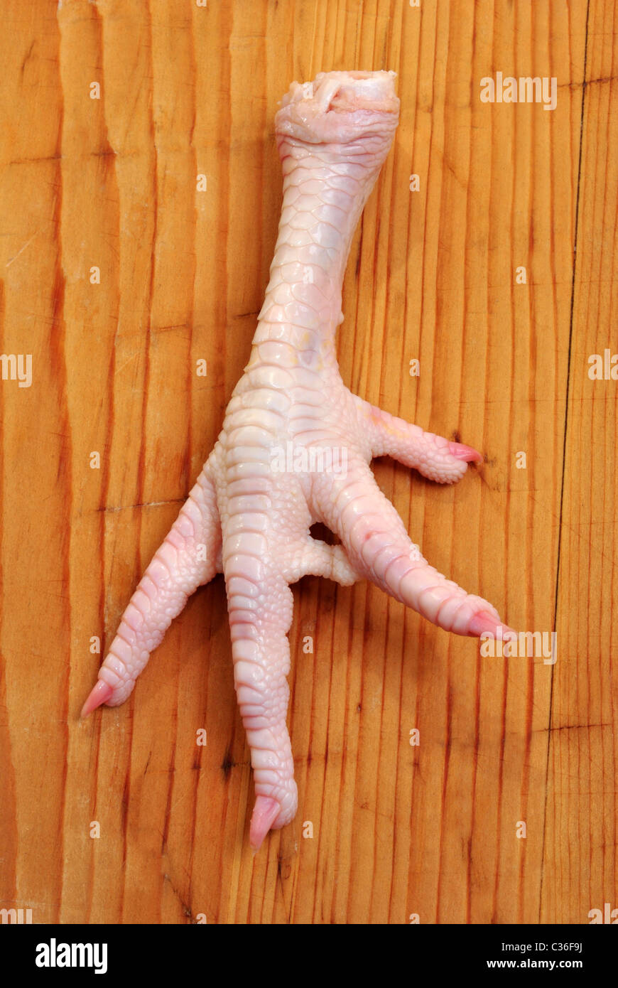 Chicken Foot Illustration