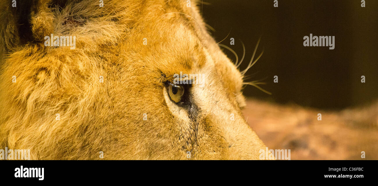 Eye of the Lion Stock Photo - Alamy