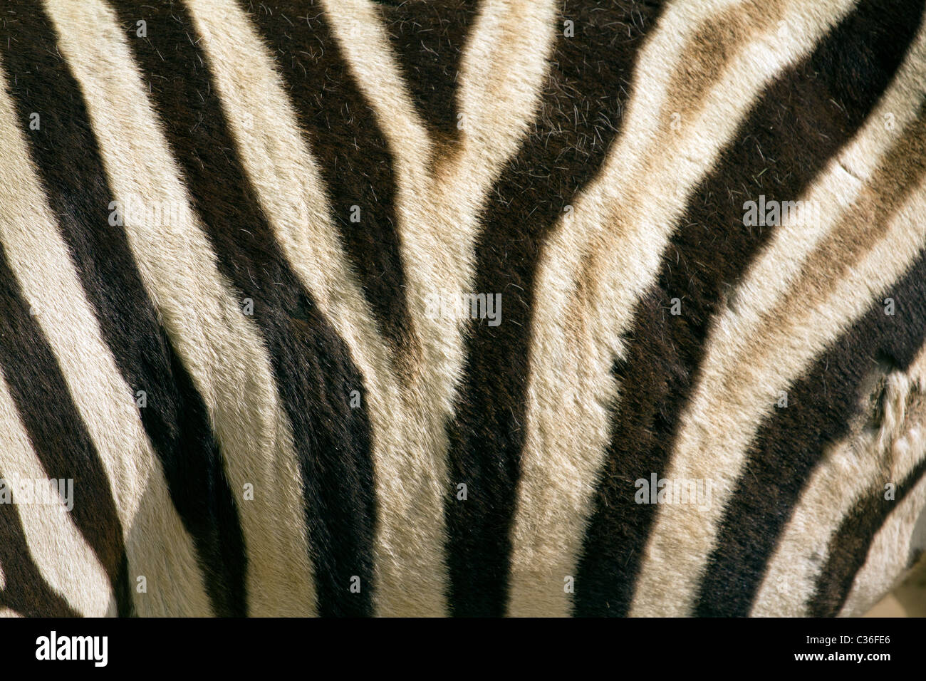 Zebra skin hi-res stock photography and images - Alamy
