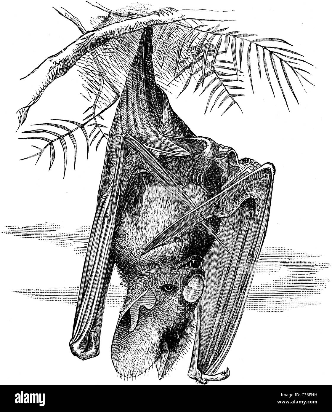 Ghost bat macroderma gigas hi-res stock photography and images - Alamy