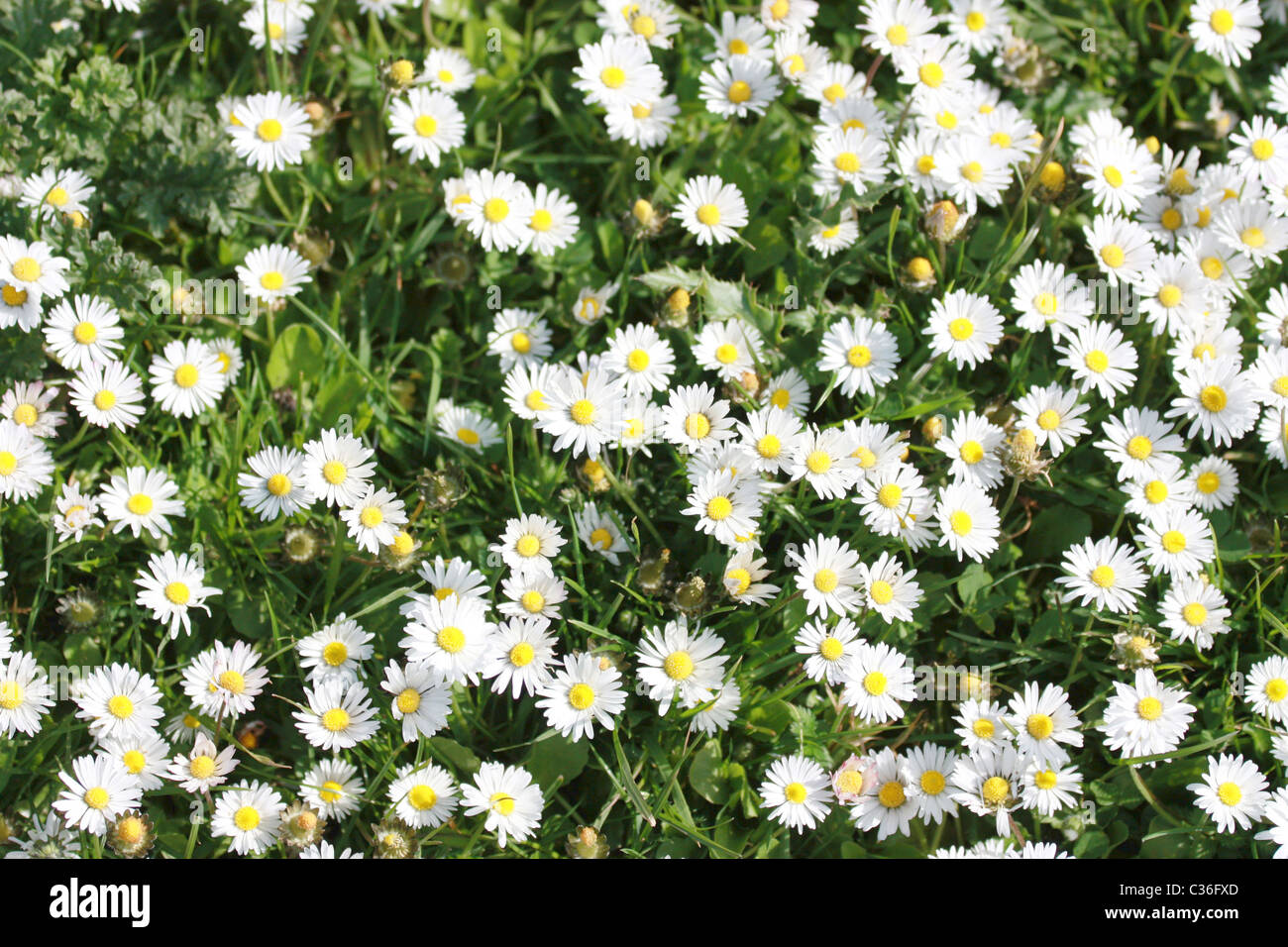 close up pattern formed by lots of daisies Stock Photo - Alamy