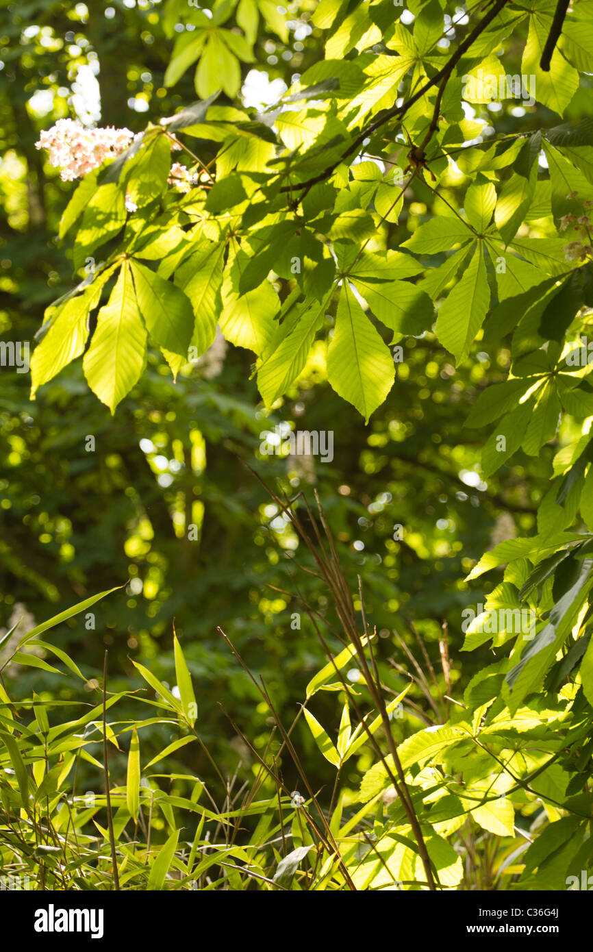 Background of Leaves in the Summer Sun Stock Photo - Alamy