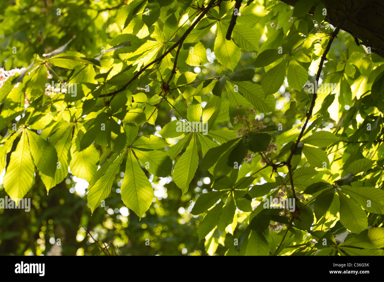 Background of Leaves in the Summer Sun Stock Photo - Alamy