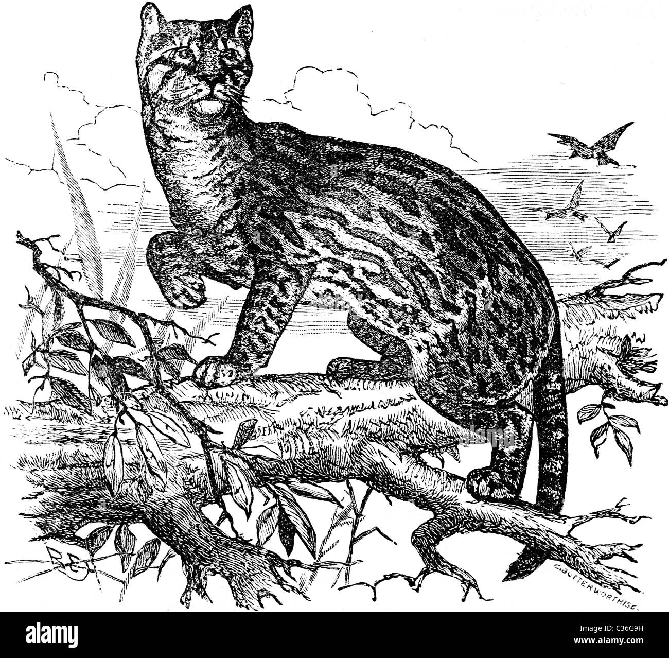 19th Century book illustration, taken from 9th edition (1875) of ...