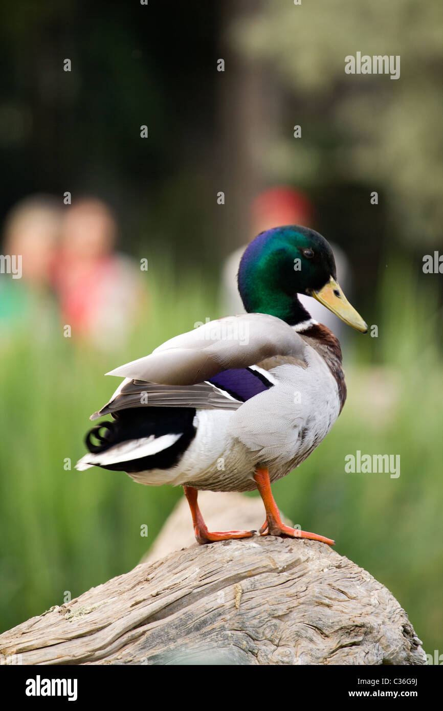 Small white duck hi-res stock photography and images - Alamy
