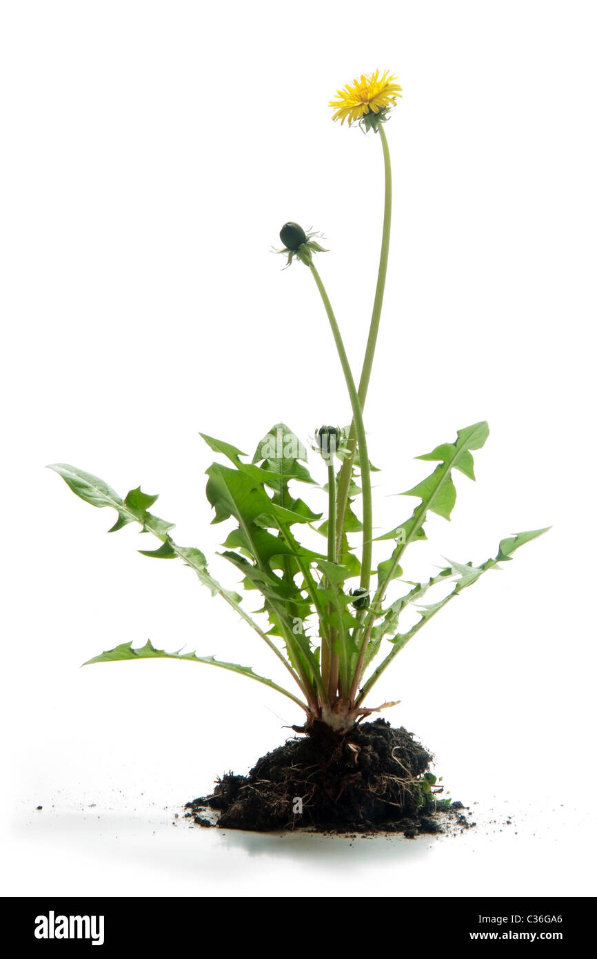 Dandelion with leaves, blossom and roots Stock Photo - Alamy