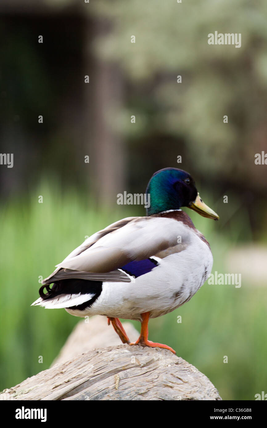 Small white duck hi-res stock photography and images - Alamy