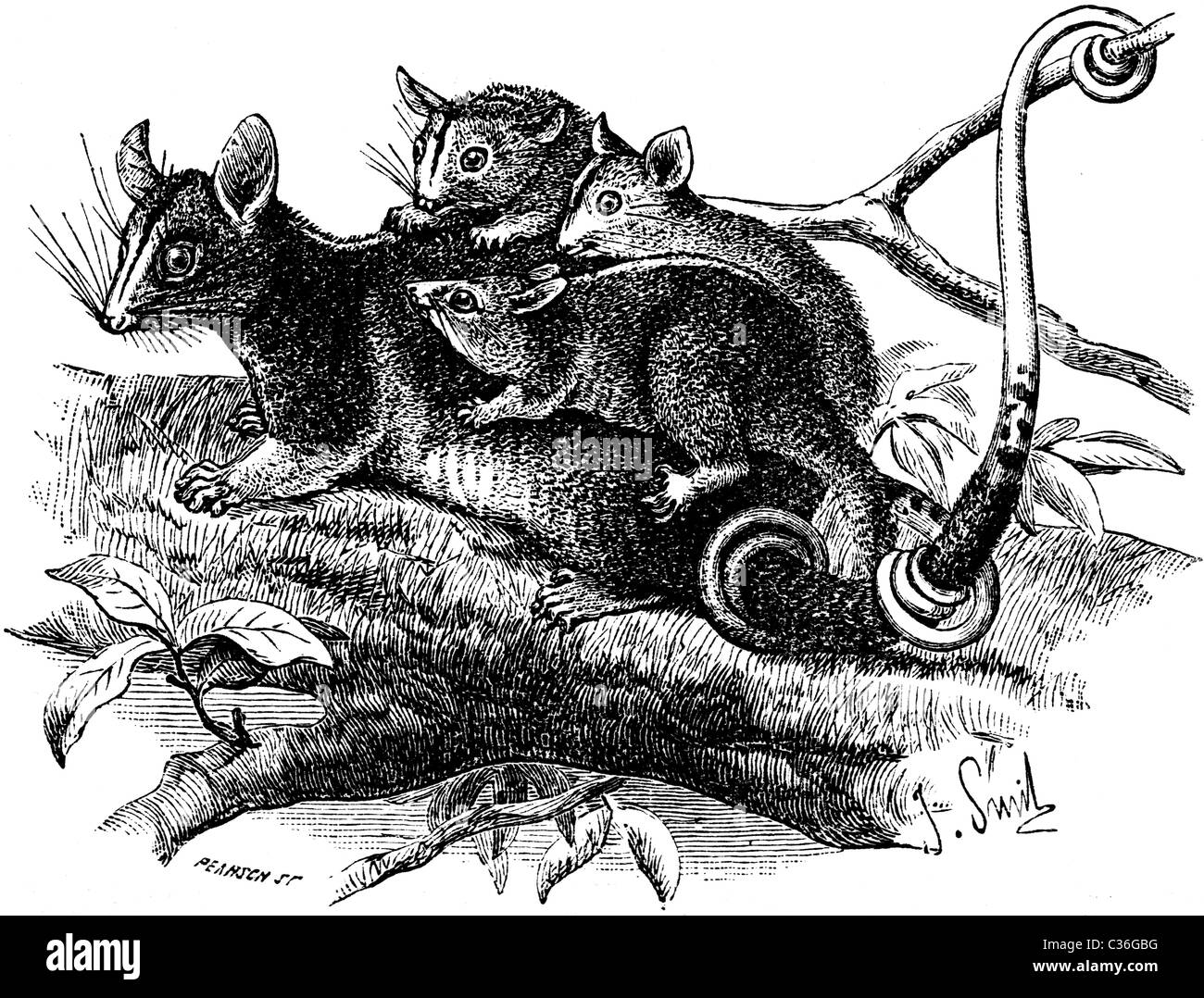 Opossum Cut Out Stock Images & Pictures - Alamy