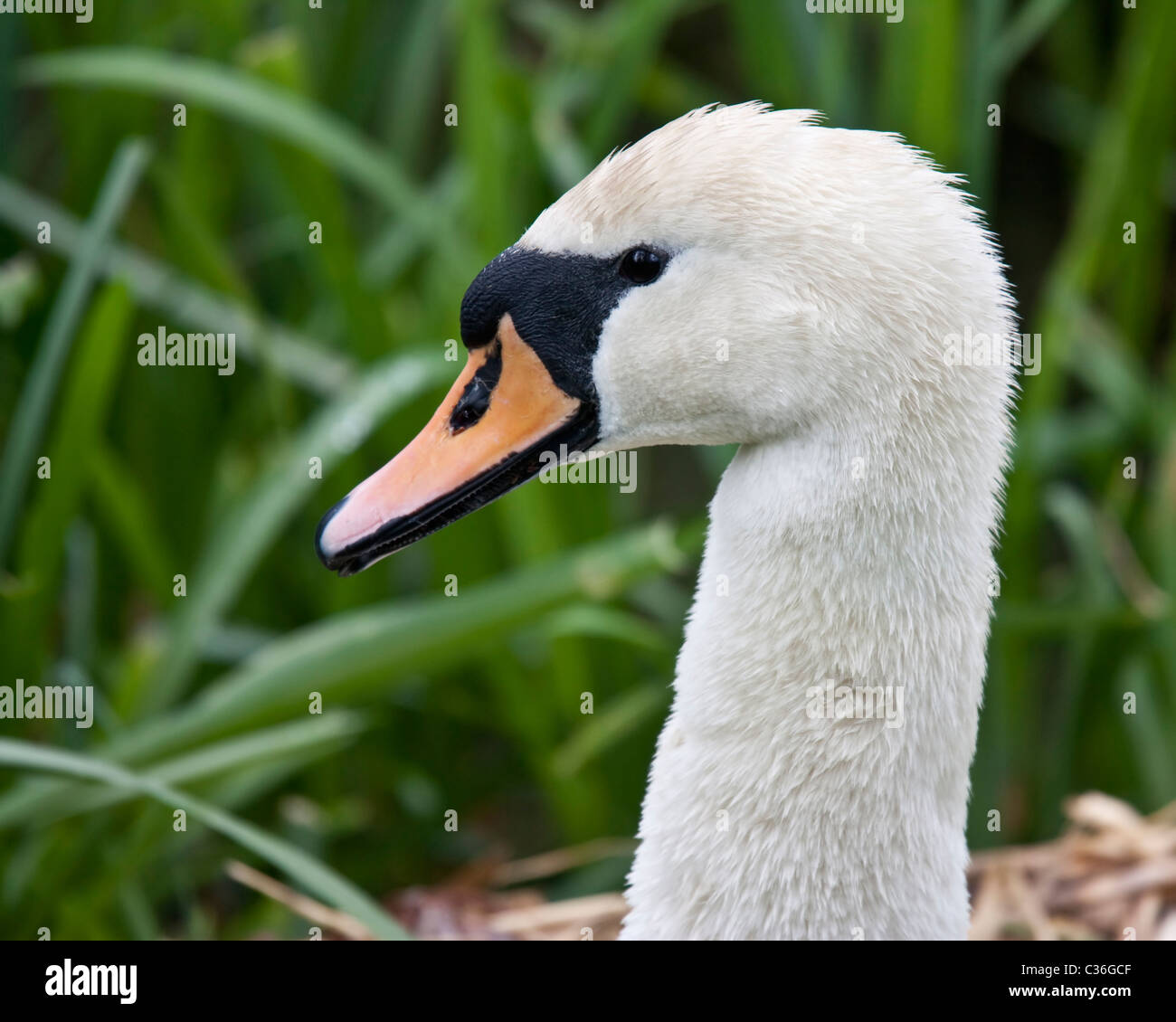 Female swans hi-res stock photography and images - Alamy