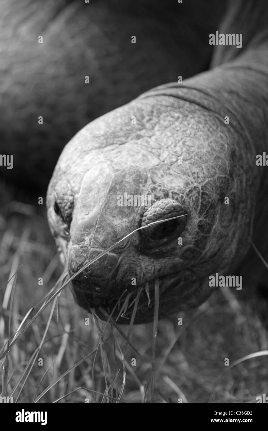 Tropical sea turtle Black and White Stock Photos & Images - Alamy