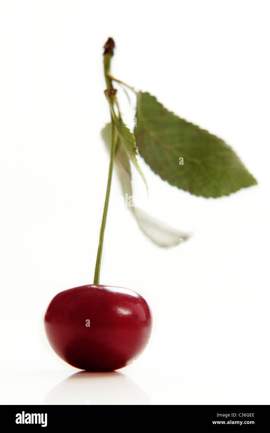 One morello cherry with stem and leaves Stock Photo - Alamy