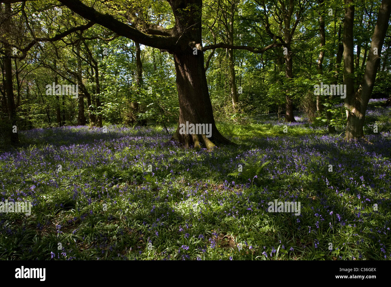 Middleton oak hi-res stock photography and images - Alamy