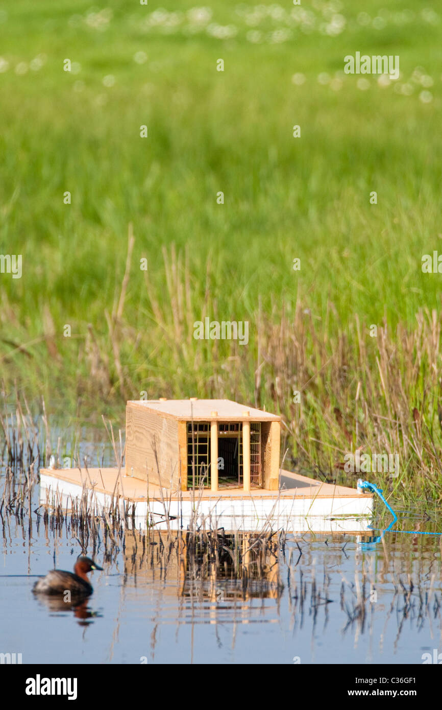 Floating trap for American Mink (Mustela vison), Kent, UK, spring Stock ...