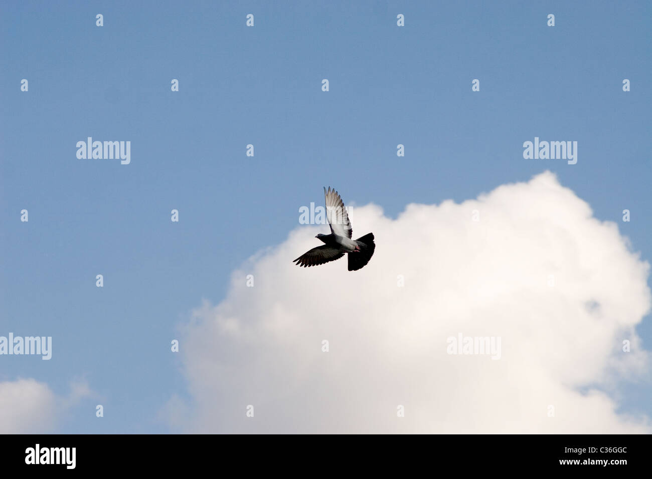DOVE IN THE AIR WITH WINGS WIDE OPEN Stock Photo - Alamy