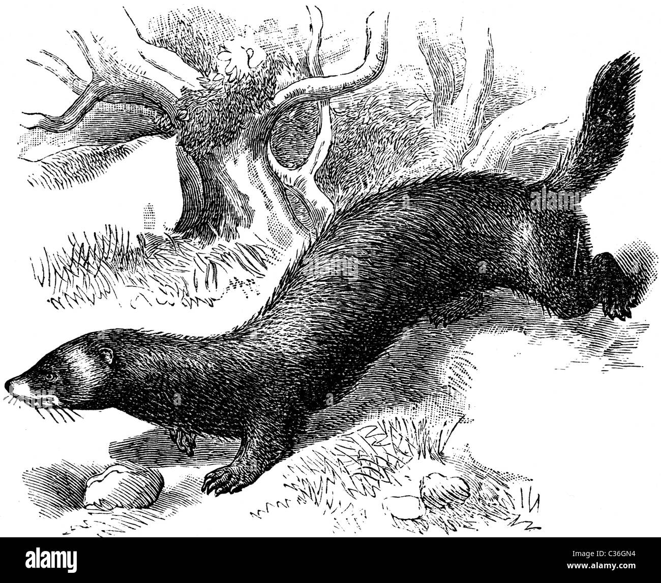 Common polecat hi-res stock photography and images - Alamy