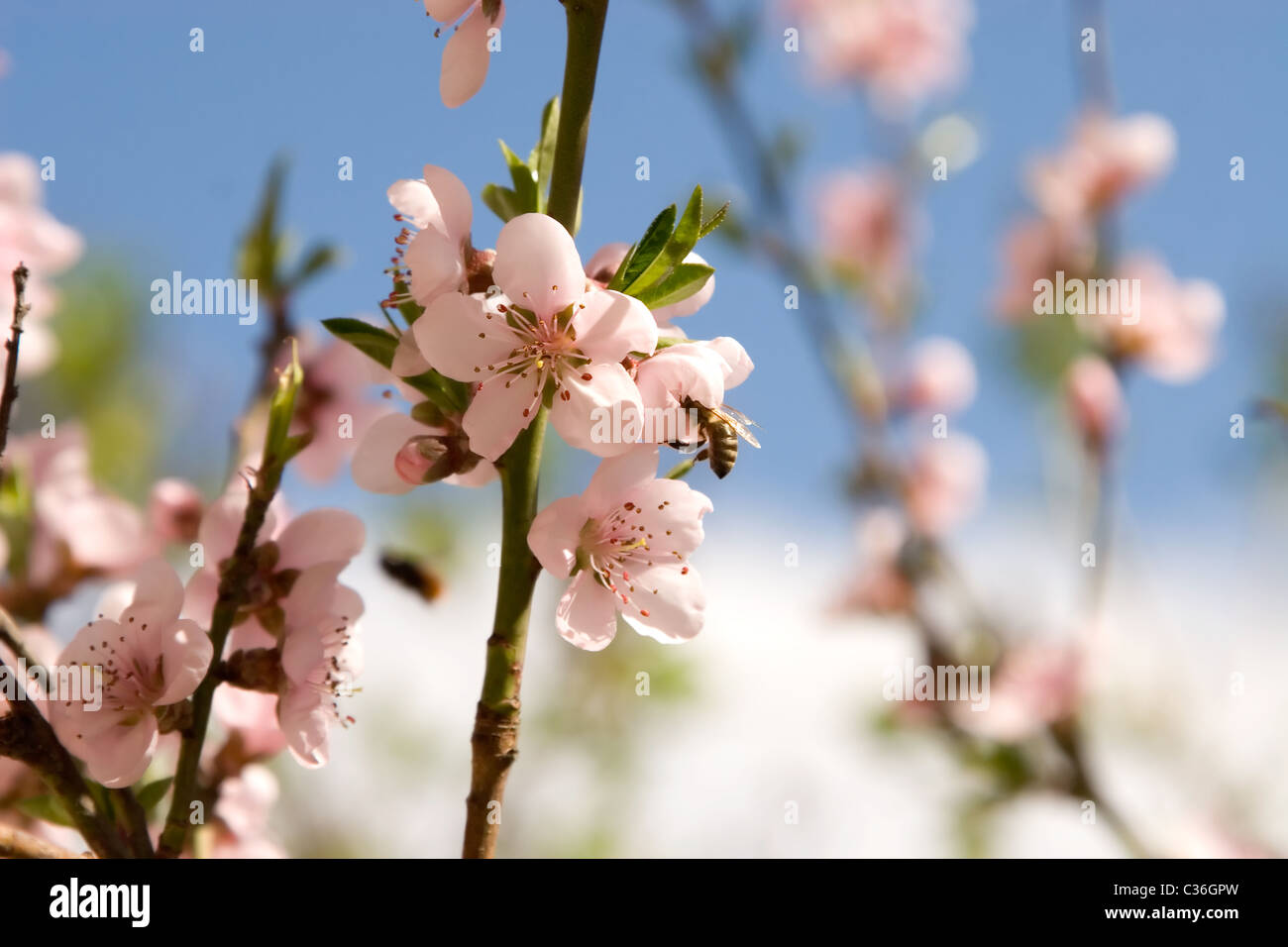 Cherry flowers in spring time with a bee Stock Photo - Alamy