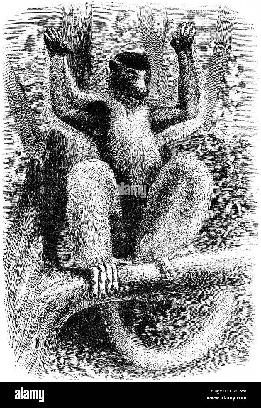 19th Century book illustration, taken from 9th edition (1875) of ...