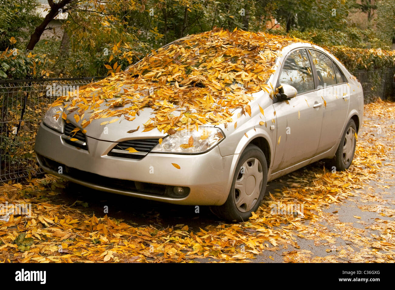 covered car with golden leaves, autumn urban landscape Stock Photo - Alamy
