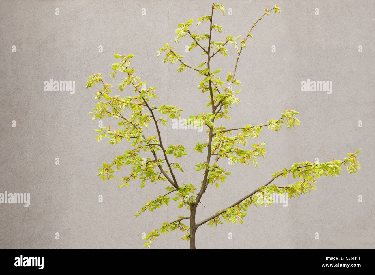Decorative garden tree hi-res stock photography and images - Alamy