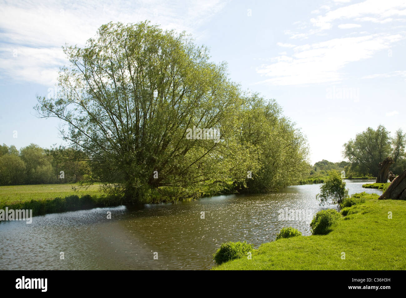 Willow trees River Stour Dedham Vale Essex Suffolk border England Stock ...