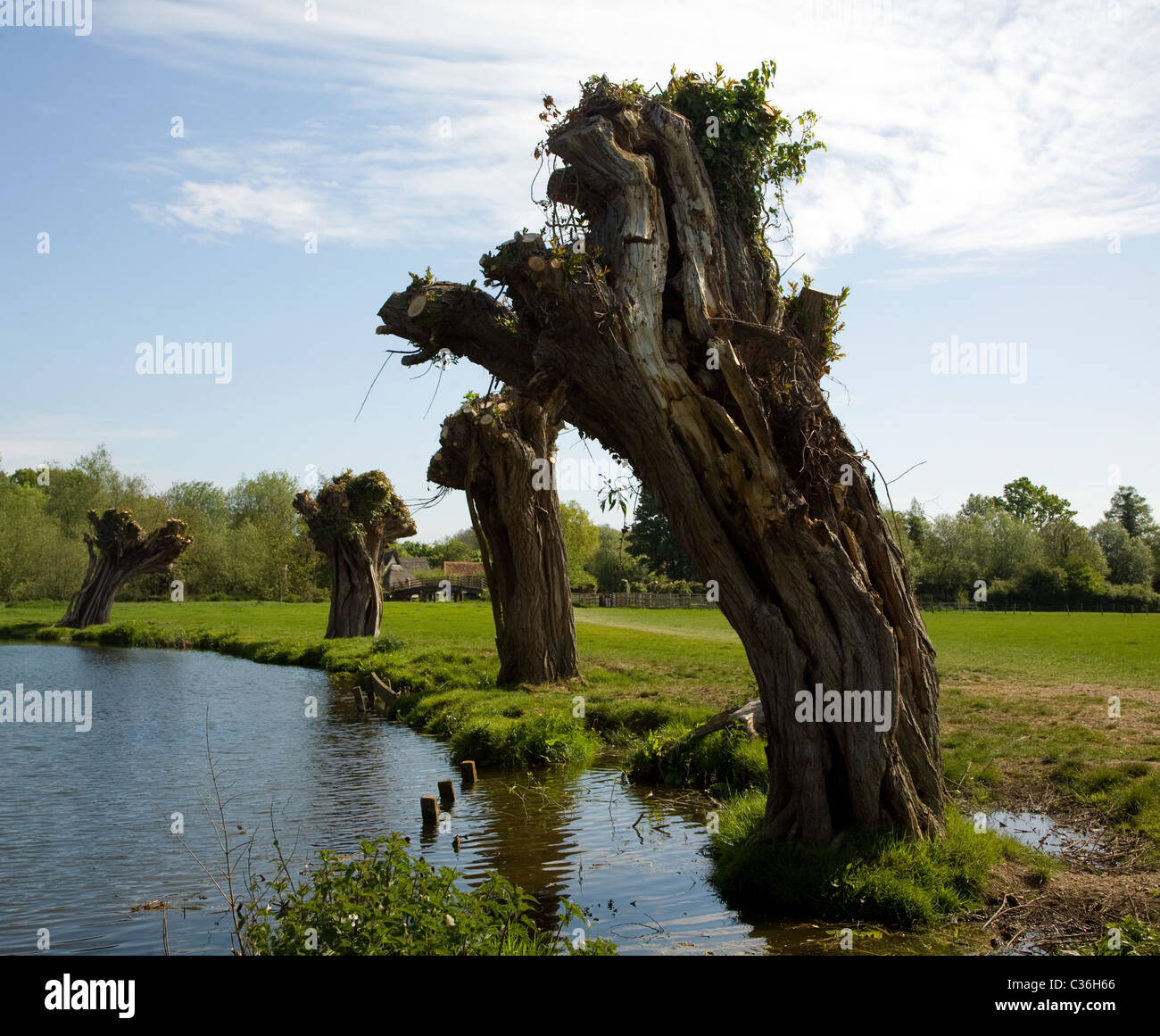 Ancient pollarded willow trees river Stour Dedham Vale Suffolk Essex ...