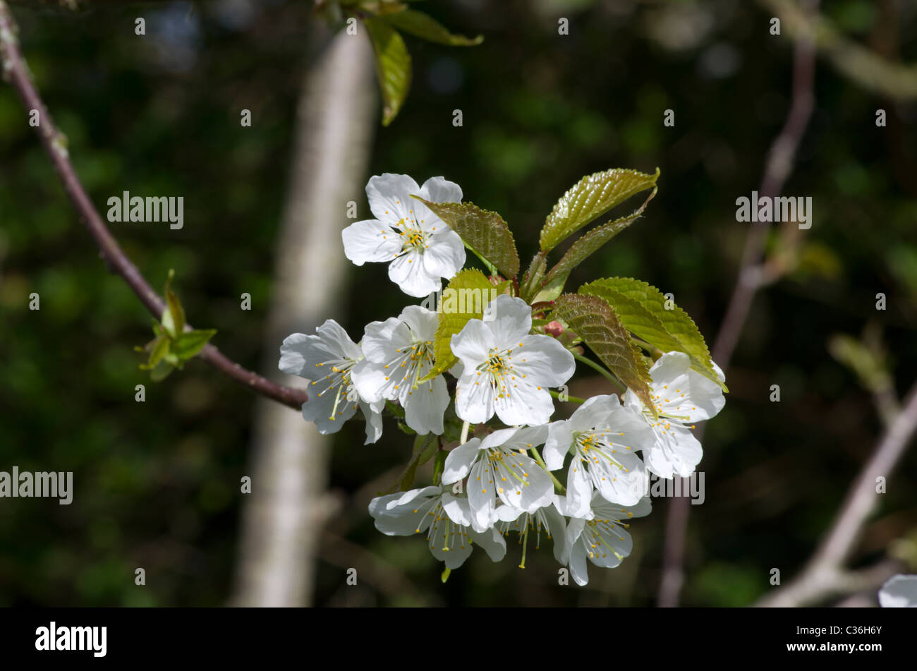 First flowering trees hi-res stock photography and images - Alamy