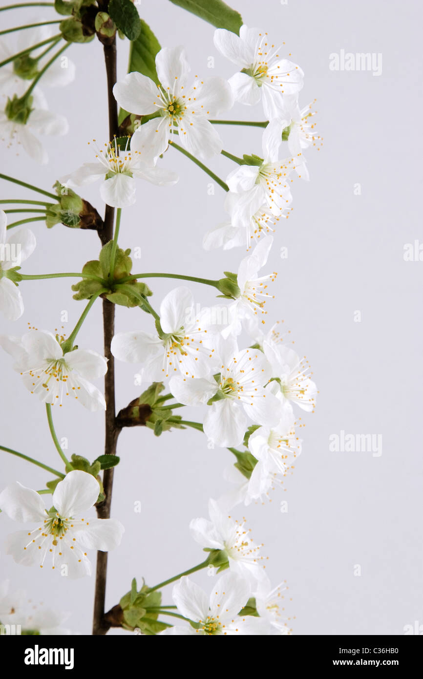 white flower branch, blooming in spring time Stock Photo - Alamy