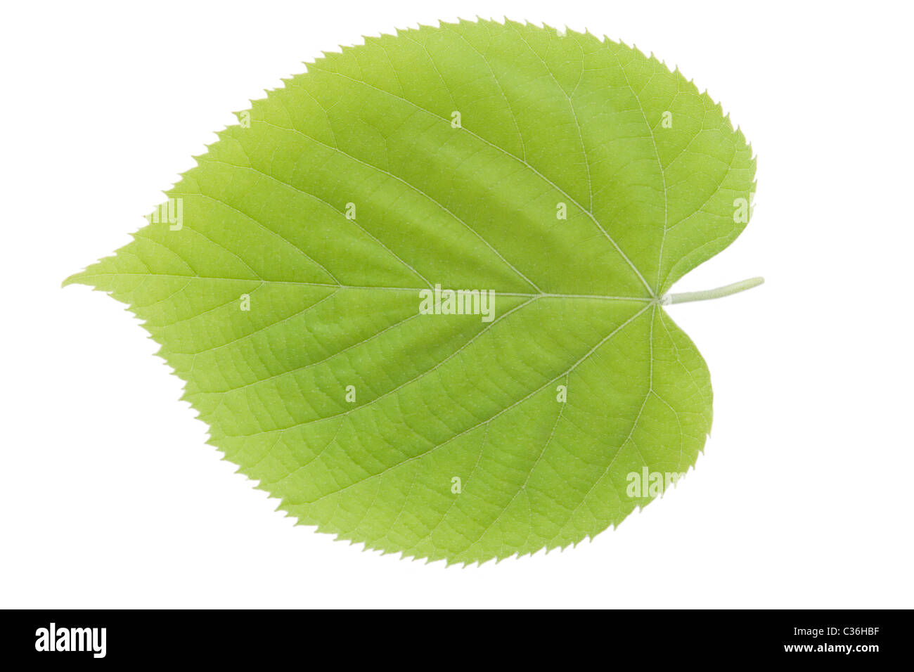 front view of green leaf on white background Stock Photo - Alamy