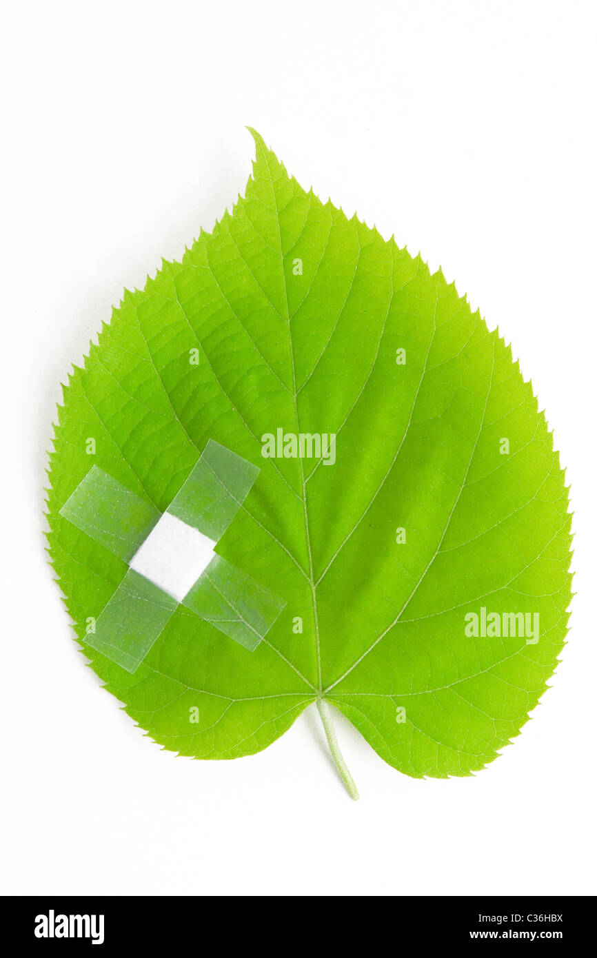environment protection, green leaf bandaged with white patch Stock ...