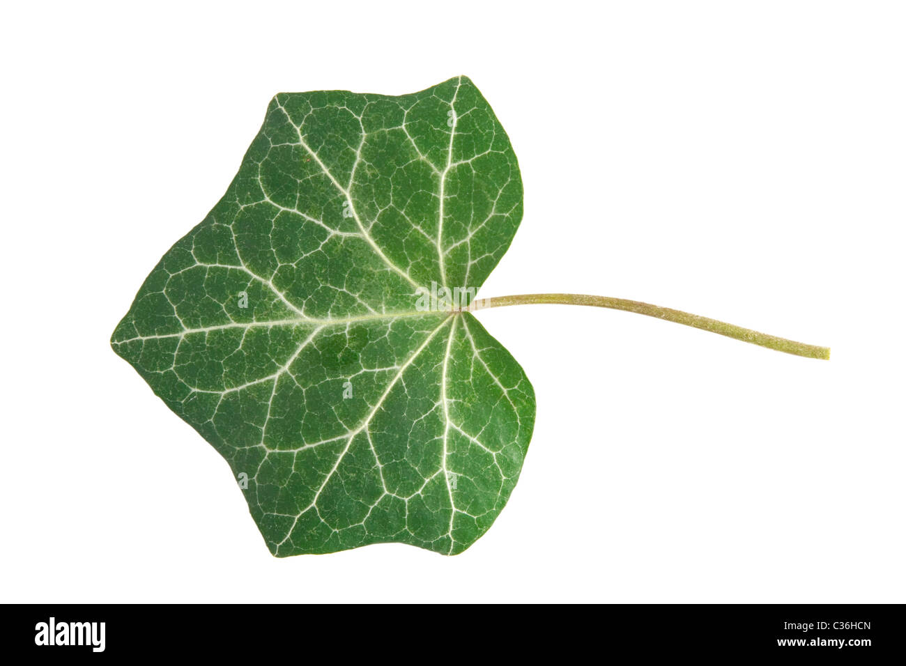 front view of green leaf on white background Stock Photo - Alamy