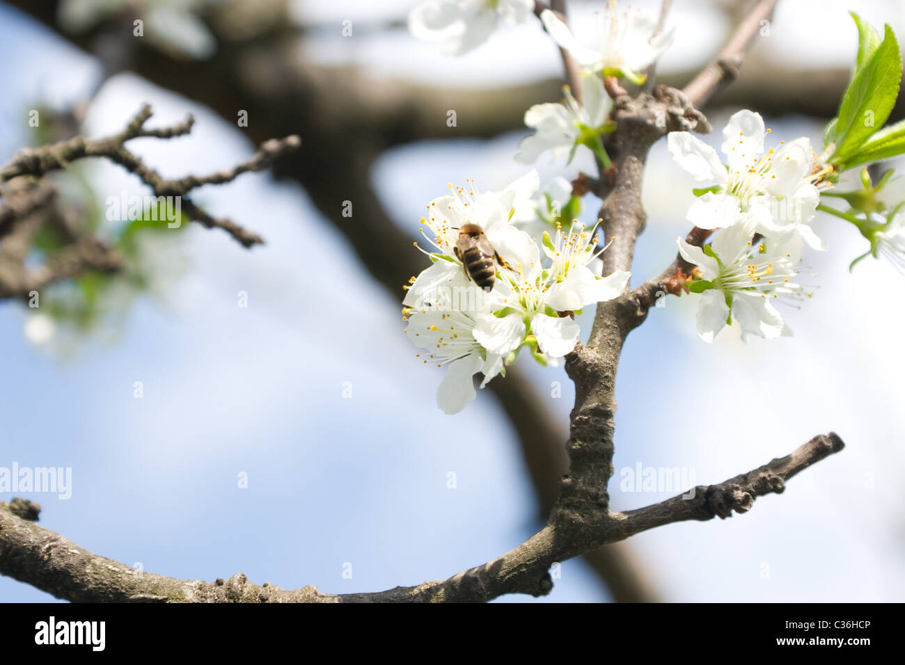 detail of a flower branch in spring time Stock Photo - Alamy