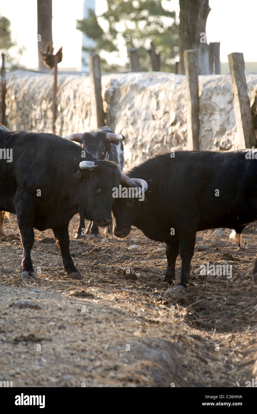 Spanish Fighting Bull Breeds
