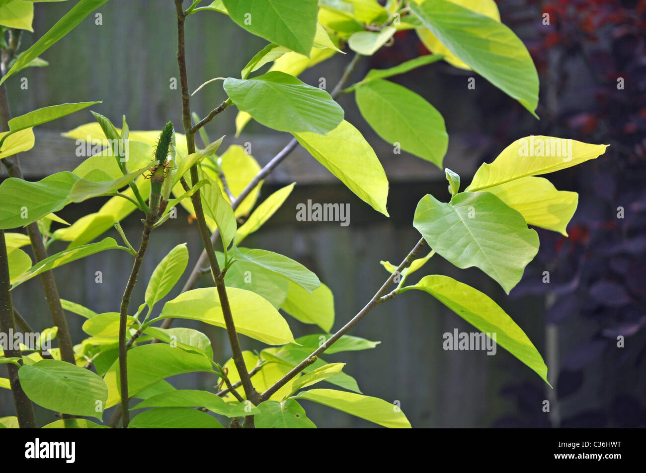 Magnolia tree leaves Stock Photo - Alamy
