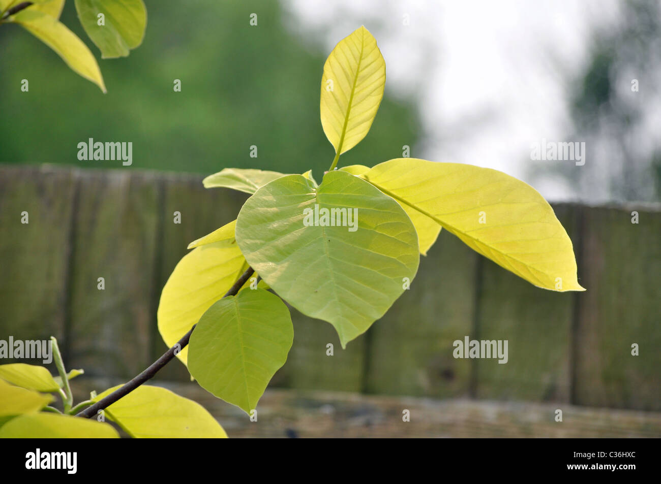 Magnolia leaves hi-res stock photography and images - Alamy