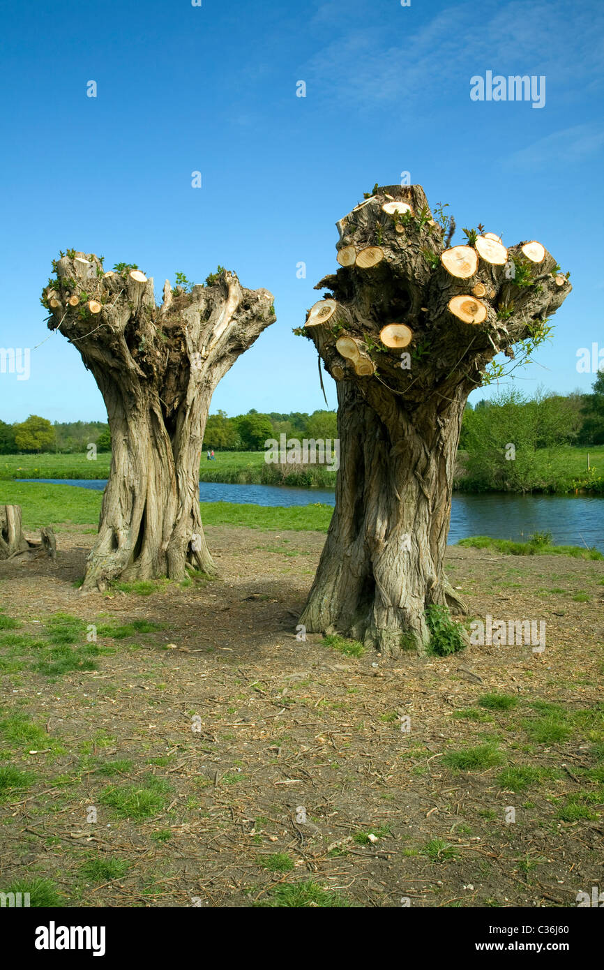 Ancient pollarded tree hi-res stock photography and images - Alamy